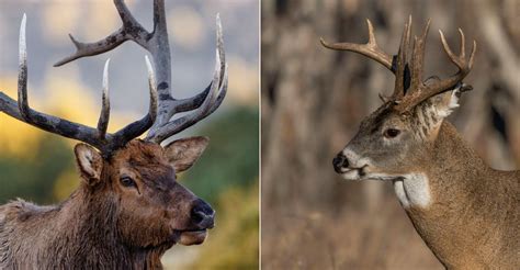 13 Essential Differences Between Elk And Deer