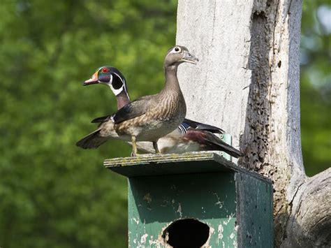 Wood Duck Nesting Behavior Eggs Location Faqs Birdfact