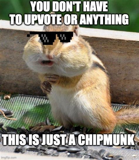Chipmunk Internet Memes