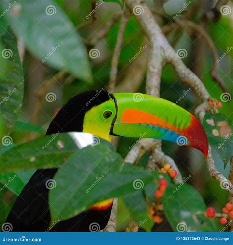 Keel Billed Toucan Stock Image Image Of Bird Black 135373643