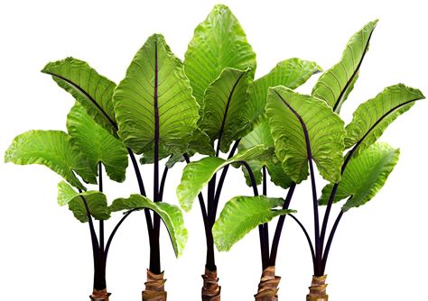 Alocasia Macrorrhiza Model Turbosquid 1237694