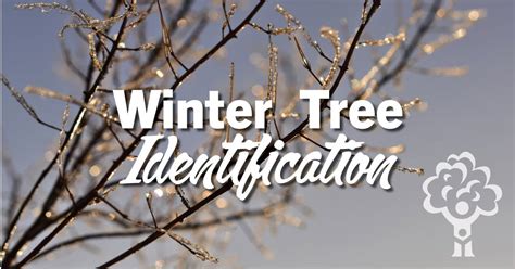 Winter Tree Identification Mount Penn Preserve