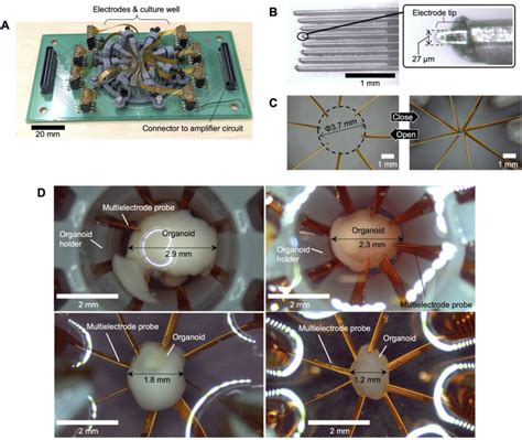 360° Size Adjustable Microelectrode Array System For