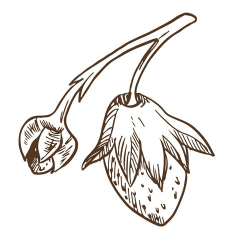 Sketch Of Wild Forest Strawberries On A White Background Stylized Ink