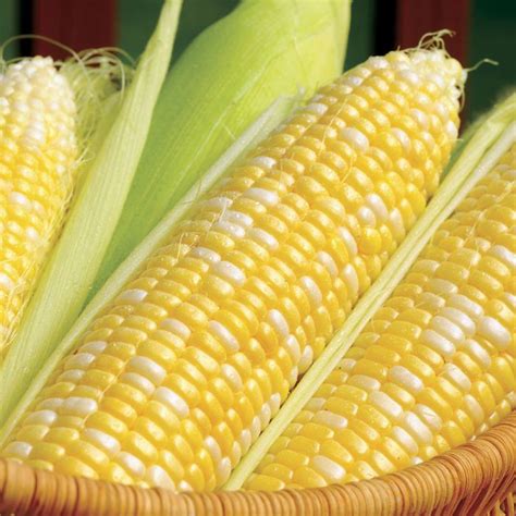 Bicolor Mirai 301bc Corn Seeds Geseeds