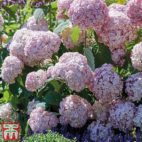 Hydrangea Candybelle Bubblegum 9cm Poted Plant X 2