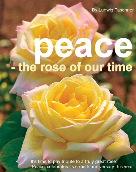 Peace Rose Symbol Of Love And Greatness