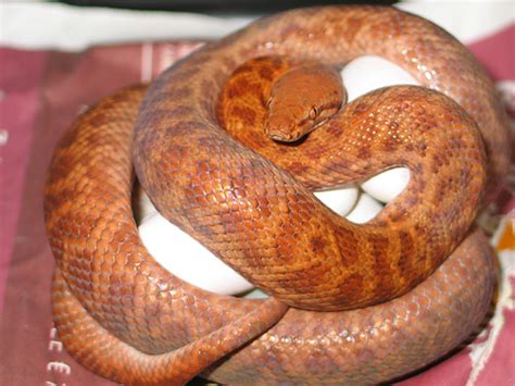 Pygmy Python Facts And Pictures