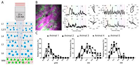 Characterization Of Visual Responses Of Subplate Neurons In The White Download Scientific