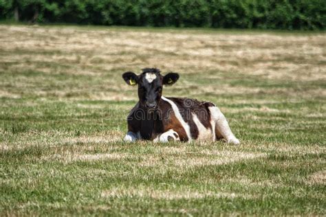 Bulto Joven Imagen De Archivo Imagen De Unido Nuevo 186753593