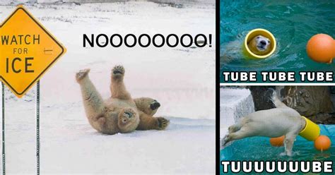 32 Pawfectly Precious Polar Bear Pics And Memes That Are Snow Much Fun