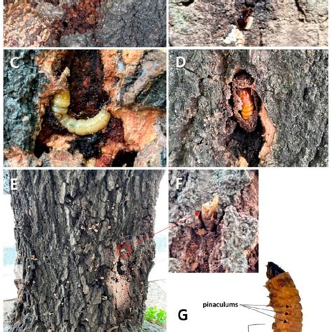 Diverse Damage On Pin Oak Street Trees By Clearwing Moths A