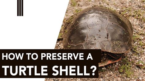 How To Preserve A Turtle Shell
