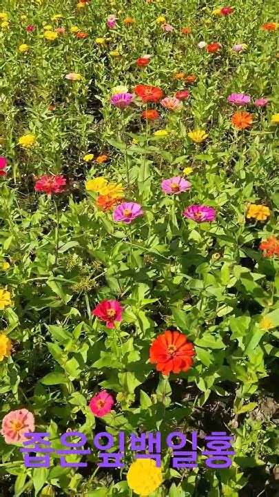 좁은잎백일홍shorts Youtube