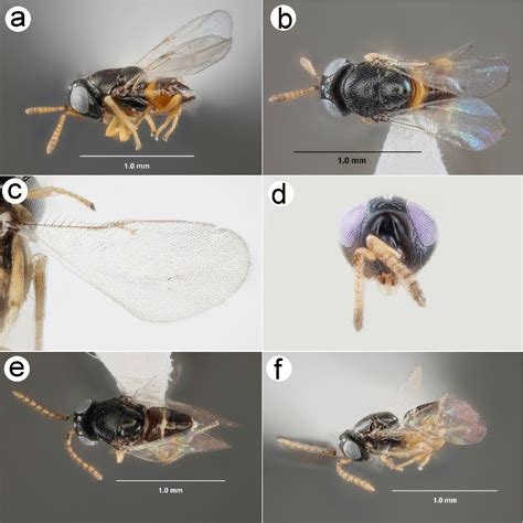 Figure 1 From First Report In Colombia And Diagnosis Of Diaphorencyrtus
