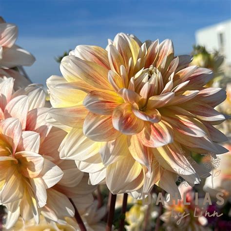 Dahlia Peaches And Cream Utgår Dahlias By Linn