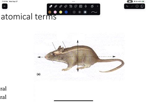Directions Mouse Neuro Diagram Quizlet
