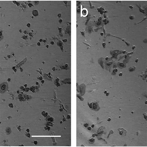 Hyperspectral Microscopy Representative Micrographs For M1 A And M2