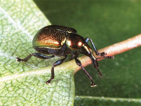 Coleoptera Royal Entomological Society