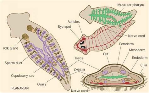 Flatworm Anatomy Illustration By Christina St Clair Biology