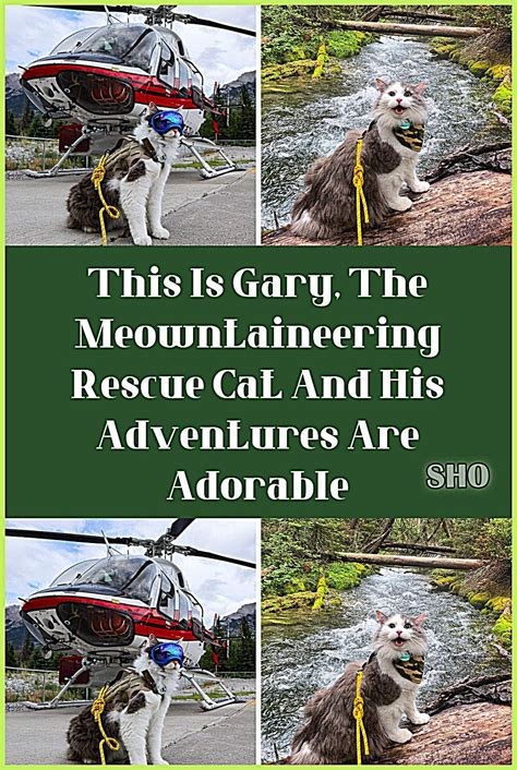 This Is Gary The Meowntaineering Rescue Cat And His Adventures Are