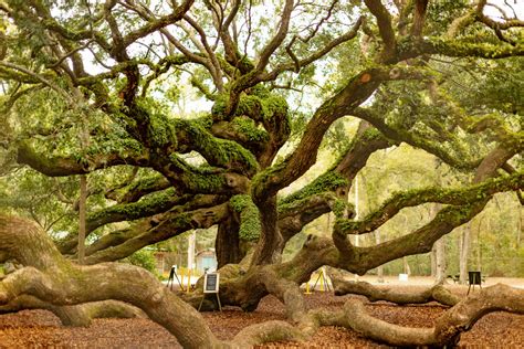 South Carolinas Most Scenic Natural Wonders To Visit