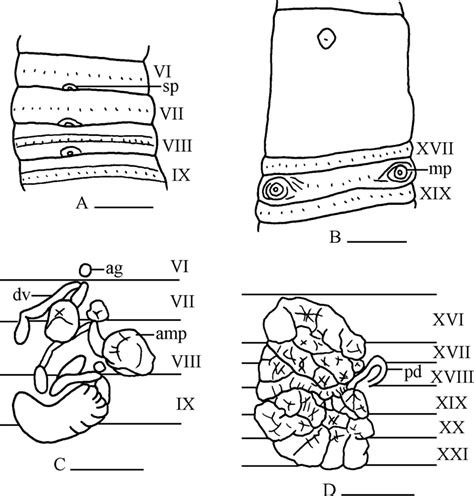 Amynthas Dongyinensis Segmented Worms Wiki Fandom