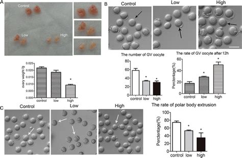 Acrylamide Effects On Ovary Weight Numbers Of Gv Oocytes And