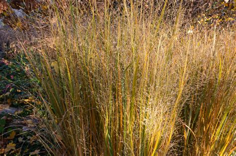 Panicum Virgatum Switchgrass Tend Native Plants