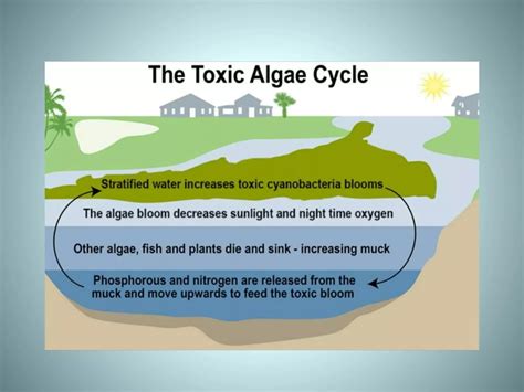 Eutrophication Food Chain In Aquatic Ecosystem Pptx