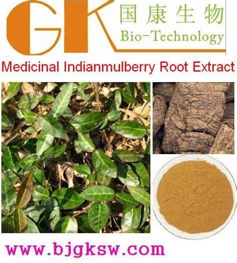 5945 50 6medicinal Indianmulberry Root Extractmorinda Officinalis How