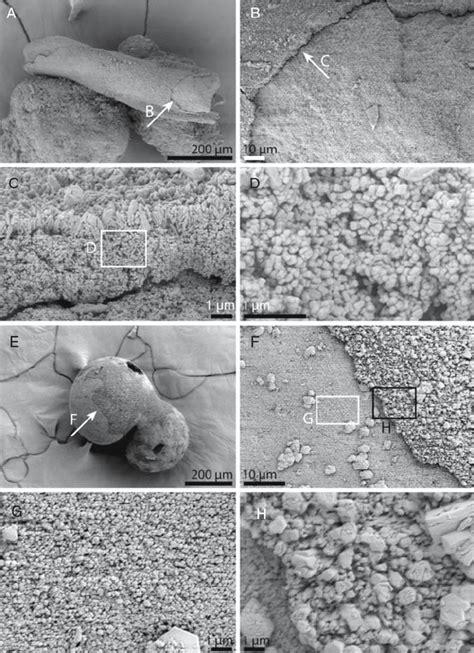 Phosphatic Encrustation On A Tubular Microfossil Possibly