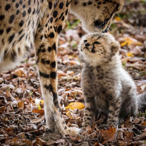 🔥 Cheetah Cub Rkushalascloud