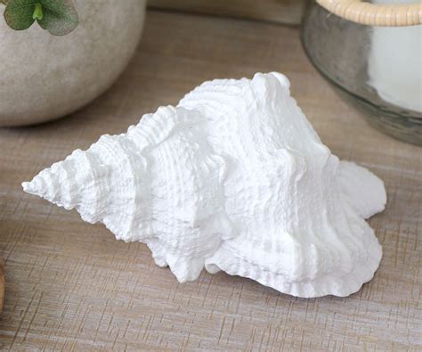 White Seashell White And Brown Natural Spiral Seashell Packaging