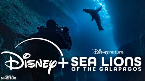First Look At Disneynatures “sea Lions Of The Galapagos” Whats On