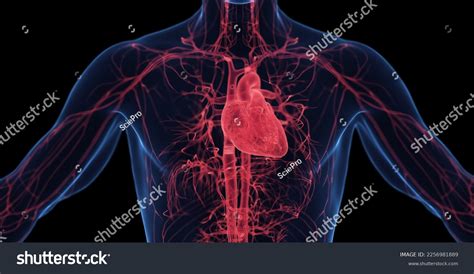 Systemic Vasculitis Over 167 Royalty Free Licensable Stock