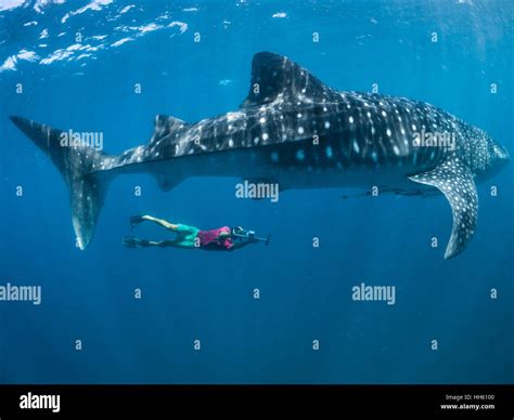 Der Meeresbiologe Dr Chris Rohner Laser Messen Und Fotografieren