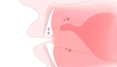 你们平时舌头是怎么放在嘴里的？ 知乎