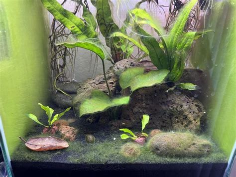 Algae All Over My Substrate And Plants What Are Some Causes And