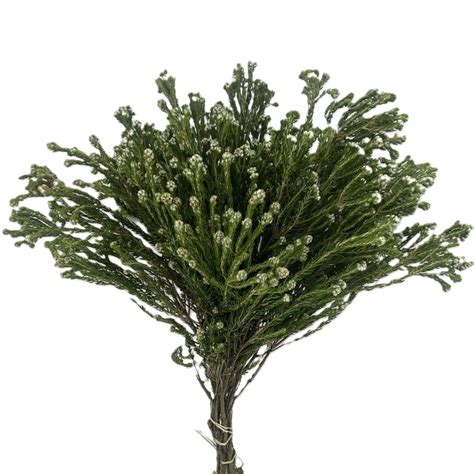 Rock Phylica Nikwaflora