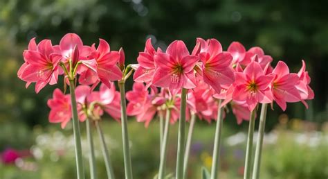 Naked Lady Flower Care Complete Growing Guide