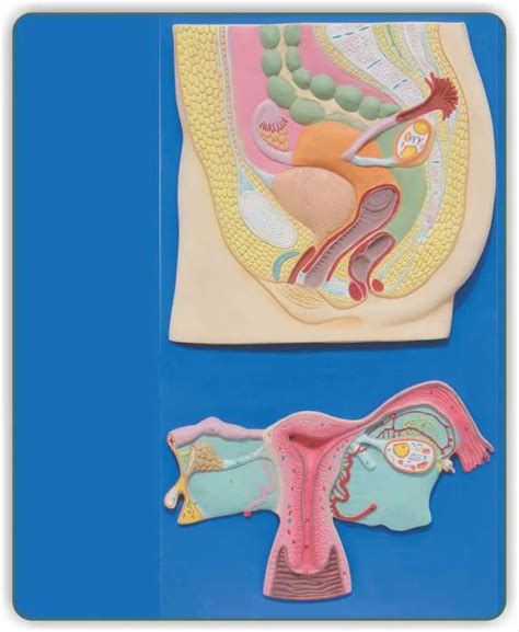 Human Reproductive System Models