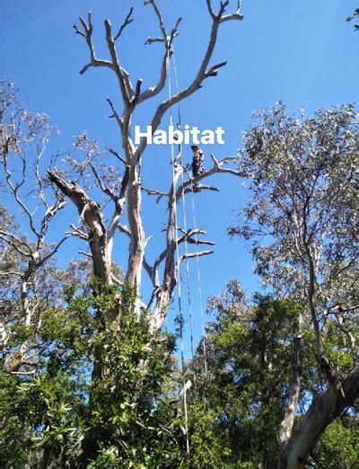 About Us Radial Tree Solutions