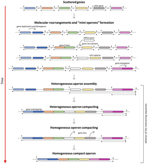 The Operon As A Conundrum Of Gene Dynamics And Biochemical Constraints