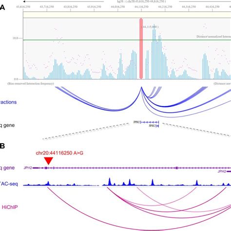 Chromatin Interaction Map Of Chr2044116250 Locus A One To All