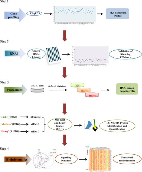 Workflow Of The Experimental Design Firstly The Gene Expression Of Download Scientific