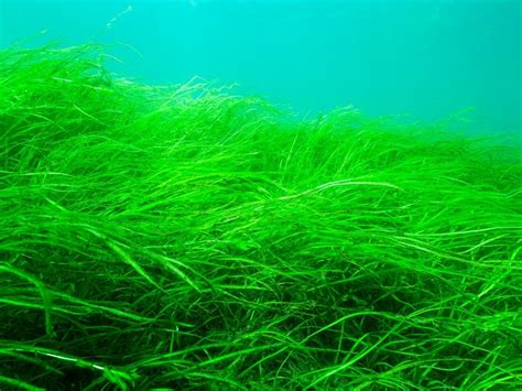 Why You Should Care About Eelgrass Great South Bay Word Of The Week