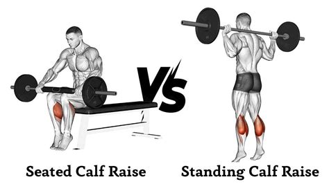 Seated Calf Raises Exercise