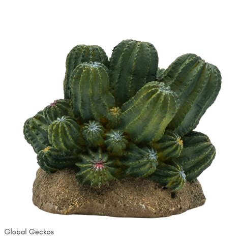 Pr Cactus Cluster Ppp202 Uk