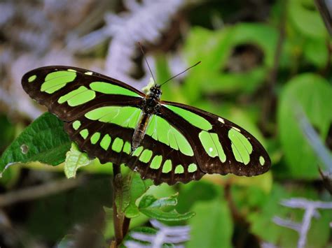 Green Butterfly Species
